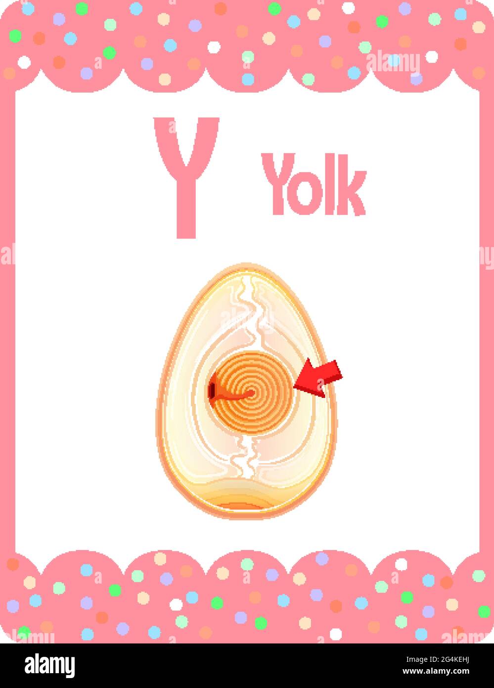 Flashcard letter yolk illustration hi-res stock photography and images ...