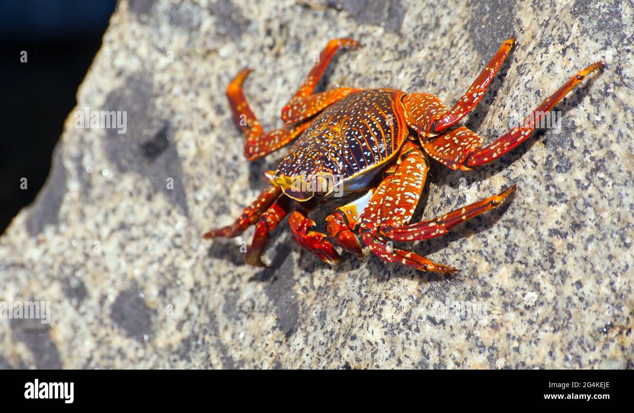 Red sea crab hi-res stock photography and images - Alamy