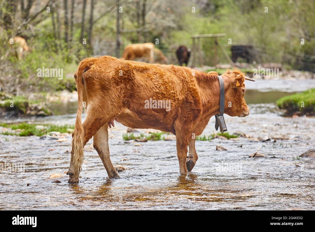 Young brown cow crossing a river. Cattle and livestock. Farmland Stock ...