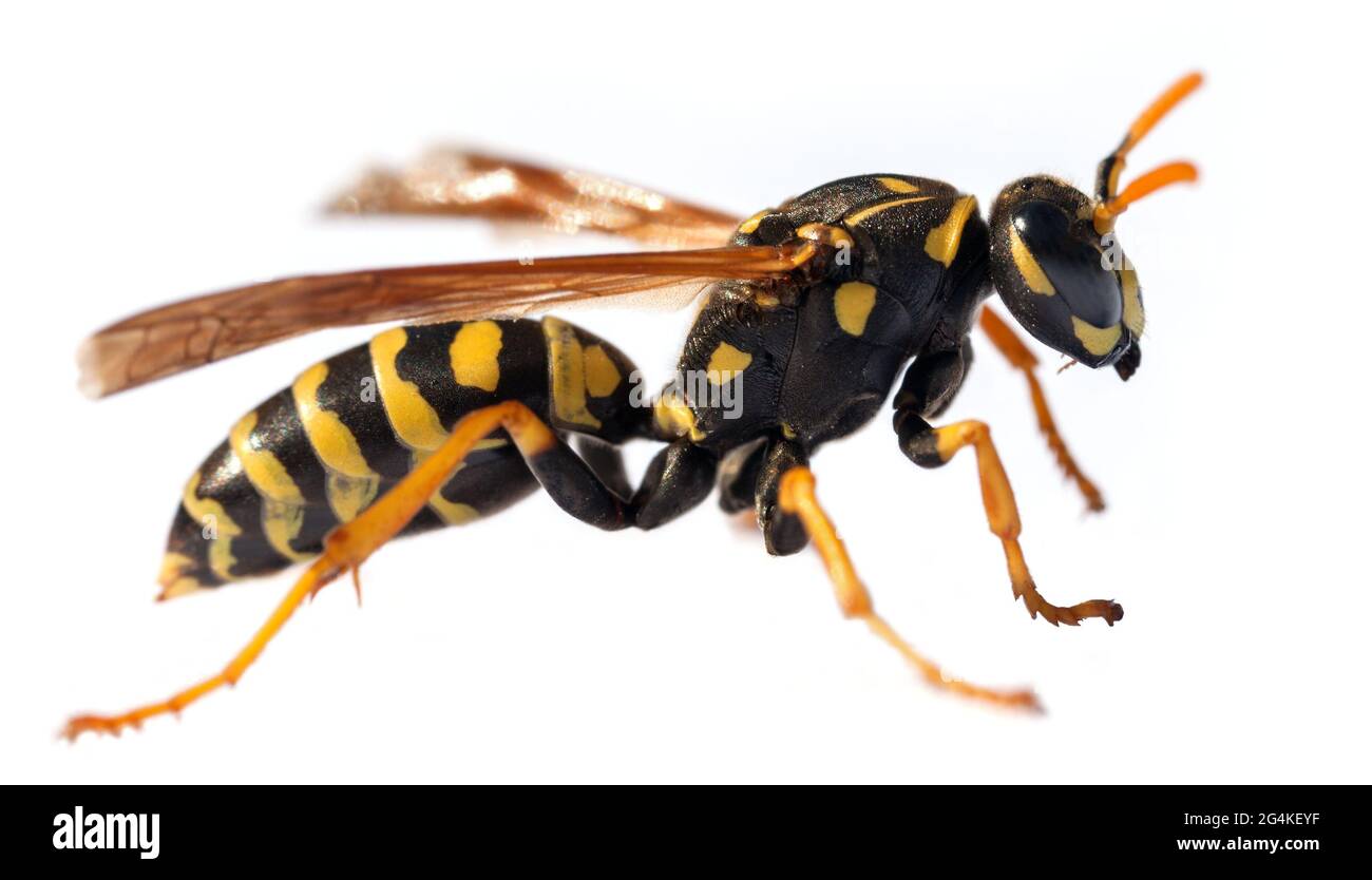 European common wasp German wasp or German yellow jacket isolated on ...