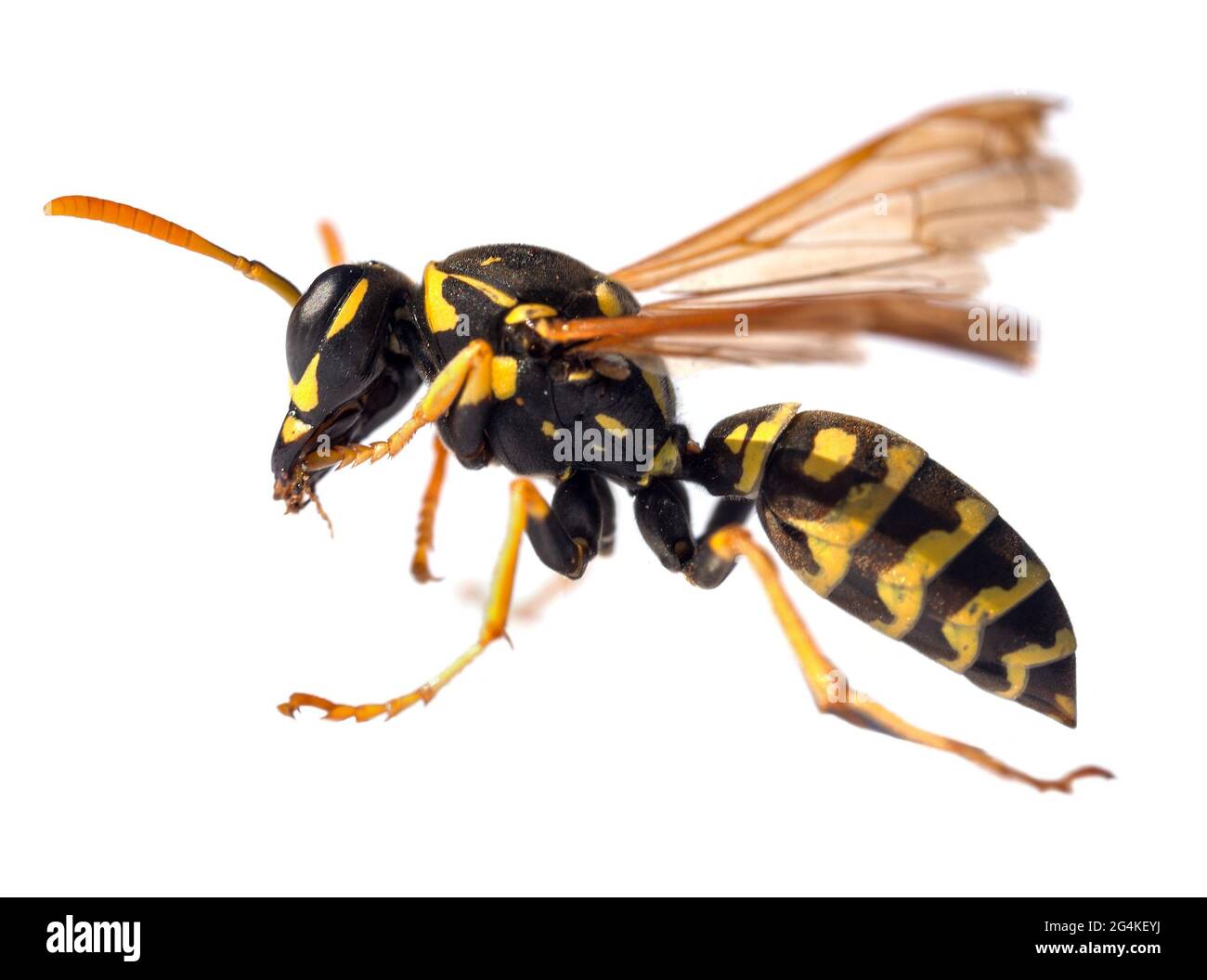 European common wasp German wasp or German yellow jacket isolated on ...