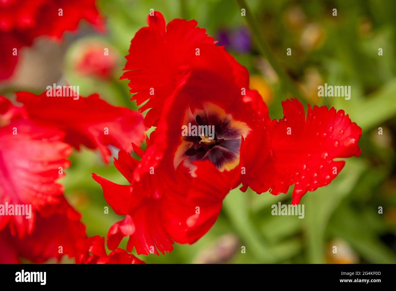 red frilly tulip Stock Photo - Alamy