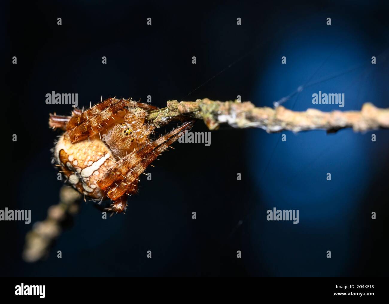 Red forest spider hides on the tree branch Stock Photo - Alamy