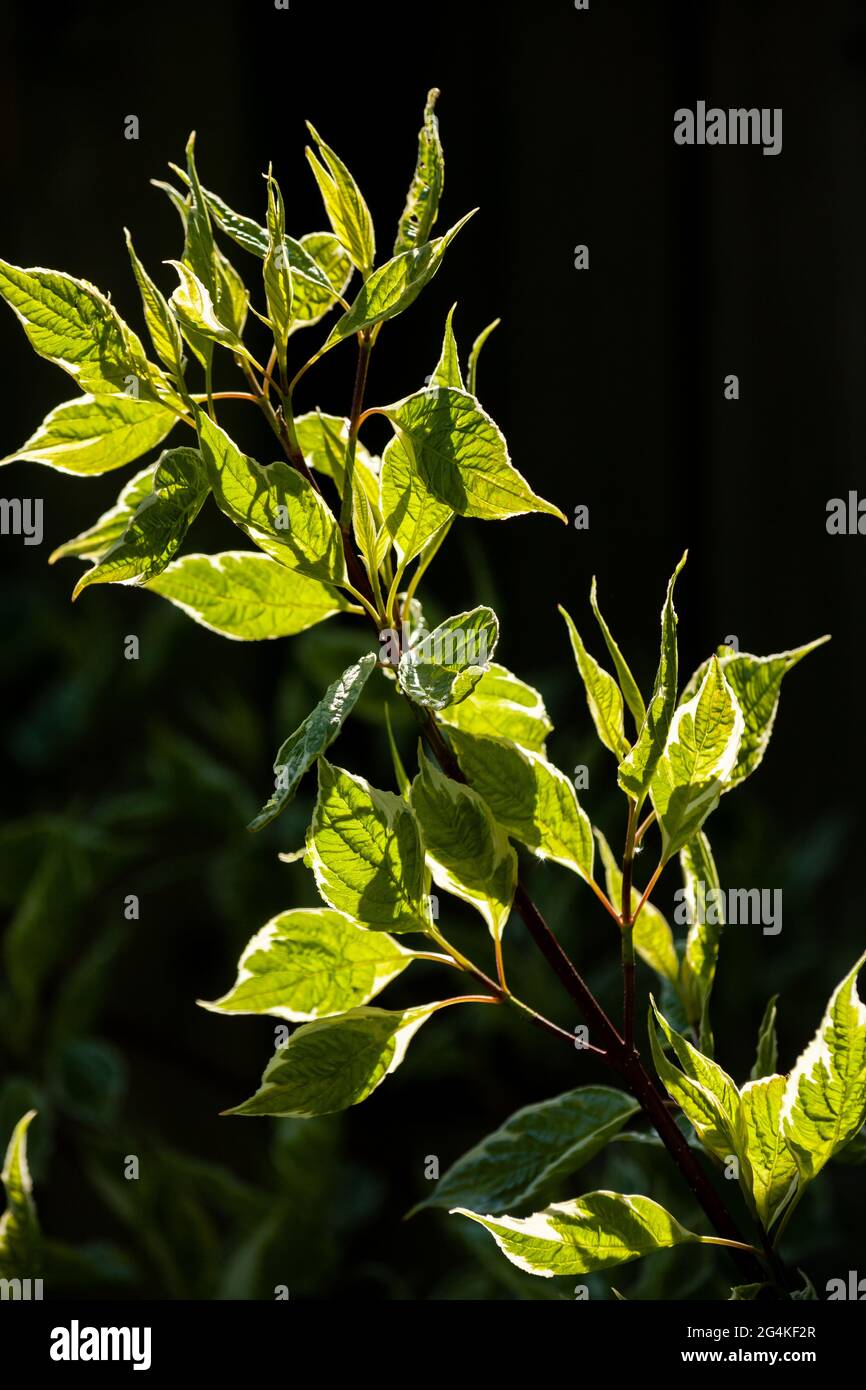 cornus leaves backlit Stock Photo - Alamy