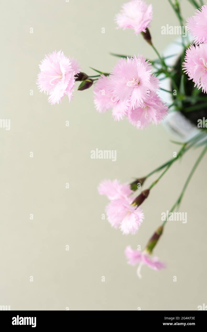 Pink small carnations in a vase, top view Stock Photo - Alamy