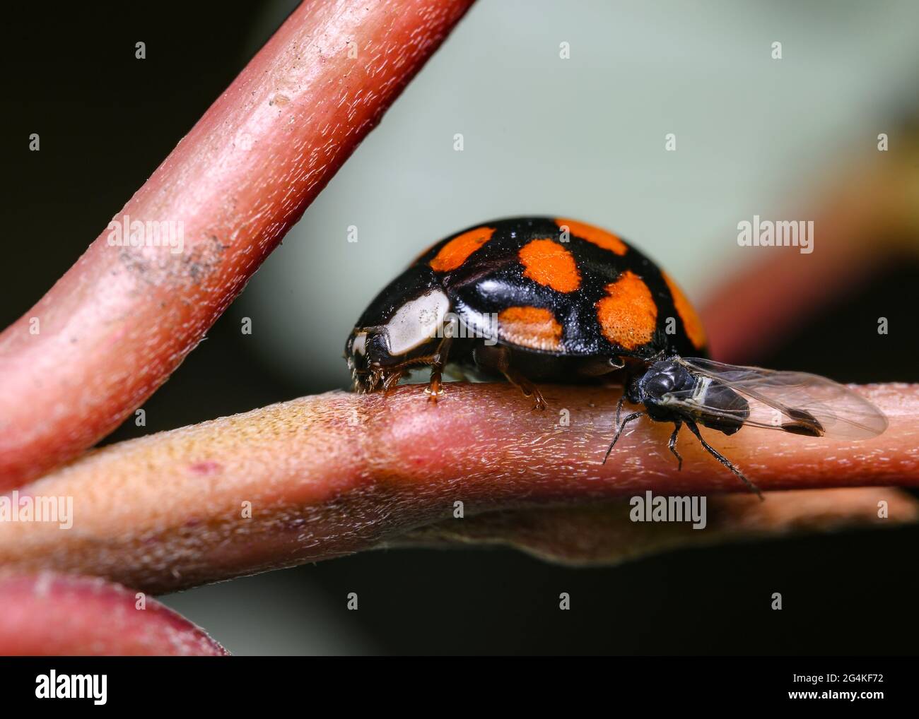 A ladybug and a midge eating its milk on a Bush branch Stock Photo - Alamy