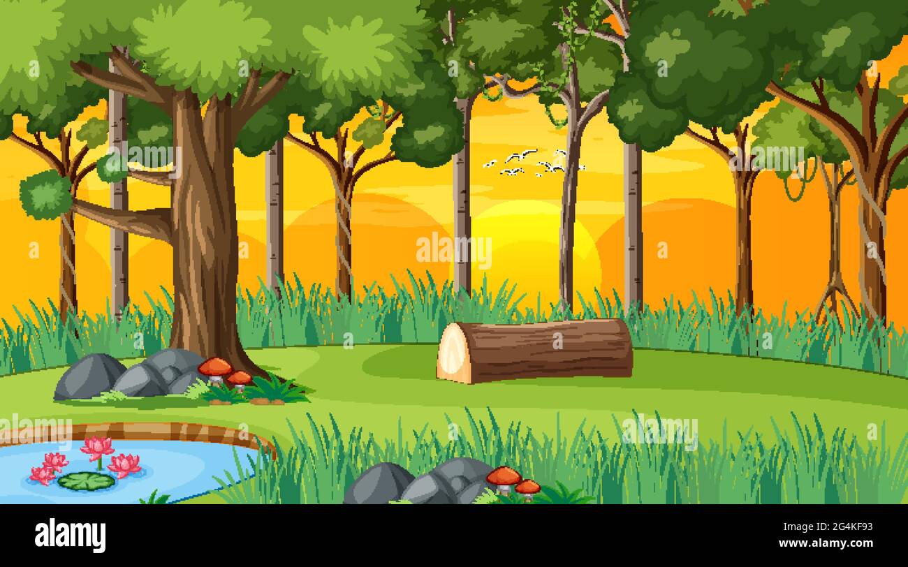 Forest landscape scene at sunset time with many different trees ...