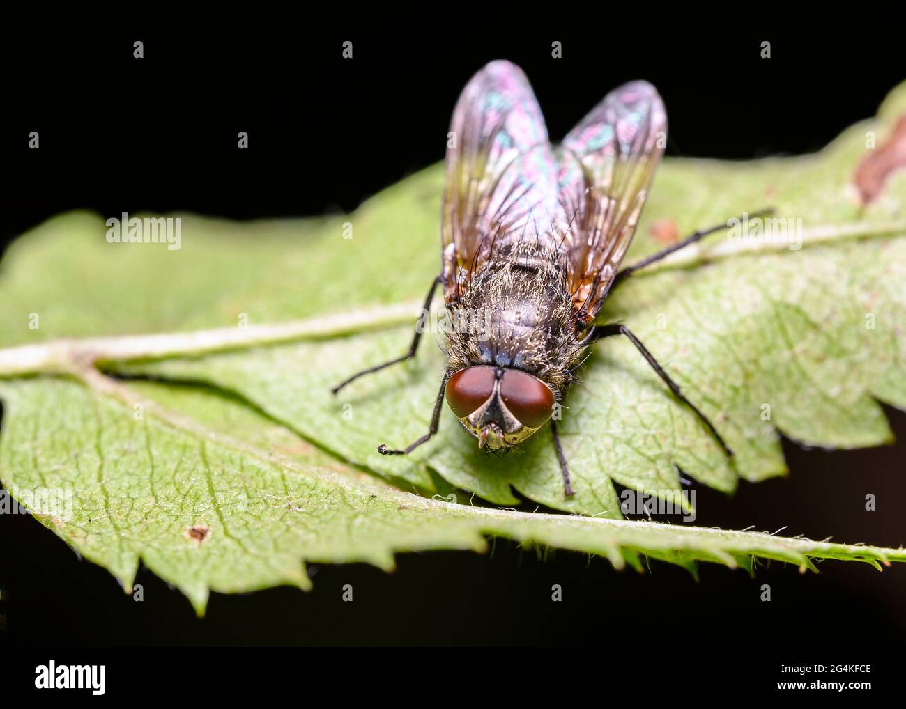 Fly on a tree hi-res stock photography and images - Alamy