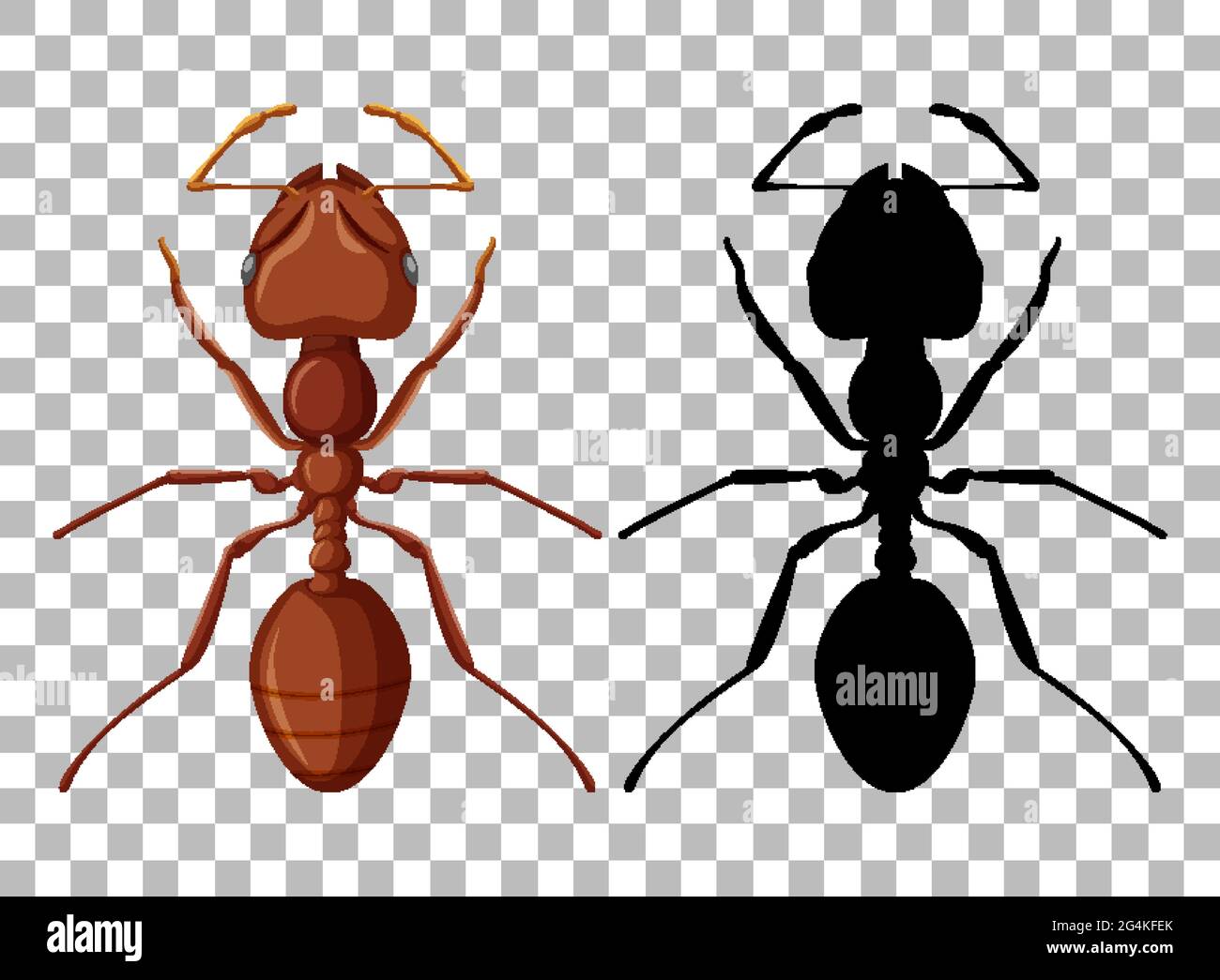 Ant on transparent background illustration Stock Vector Image & Art - Alamy