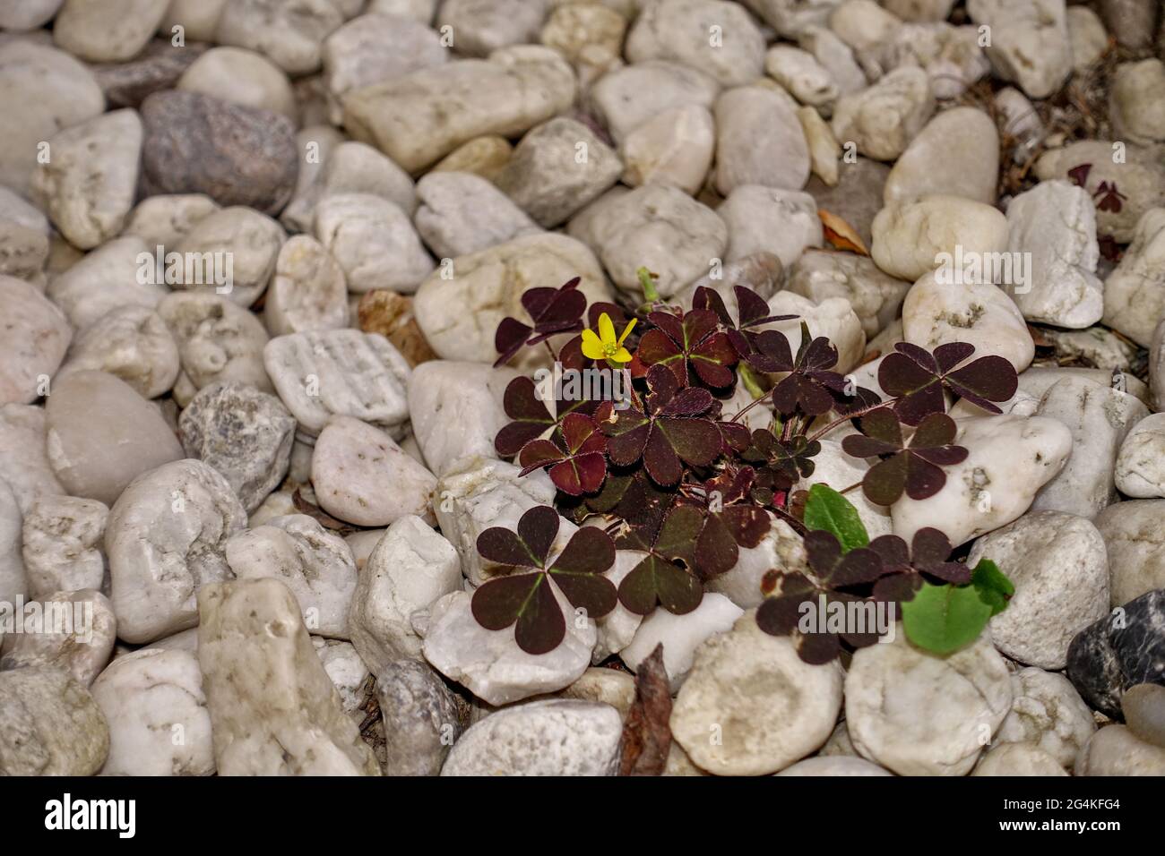Wild plant life evolves between gray gravel Stock Photo - Alamy