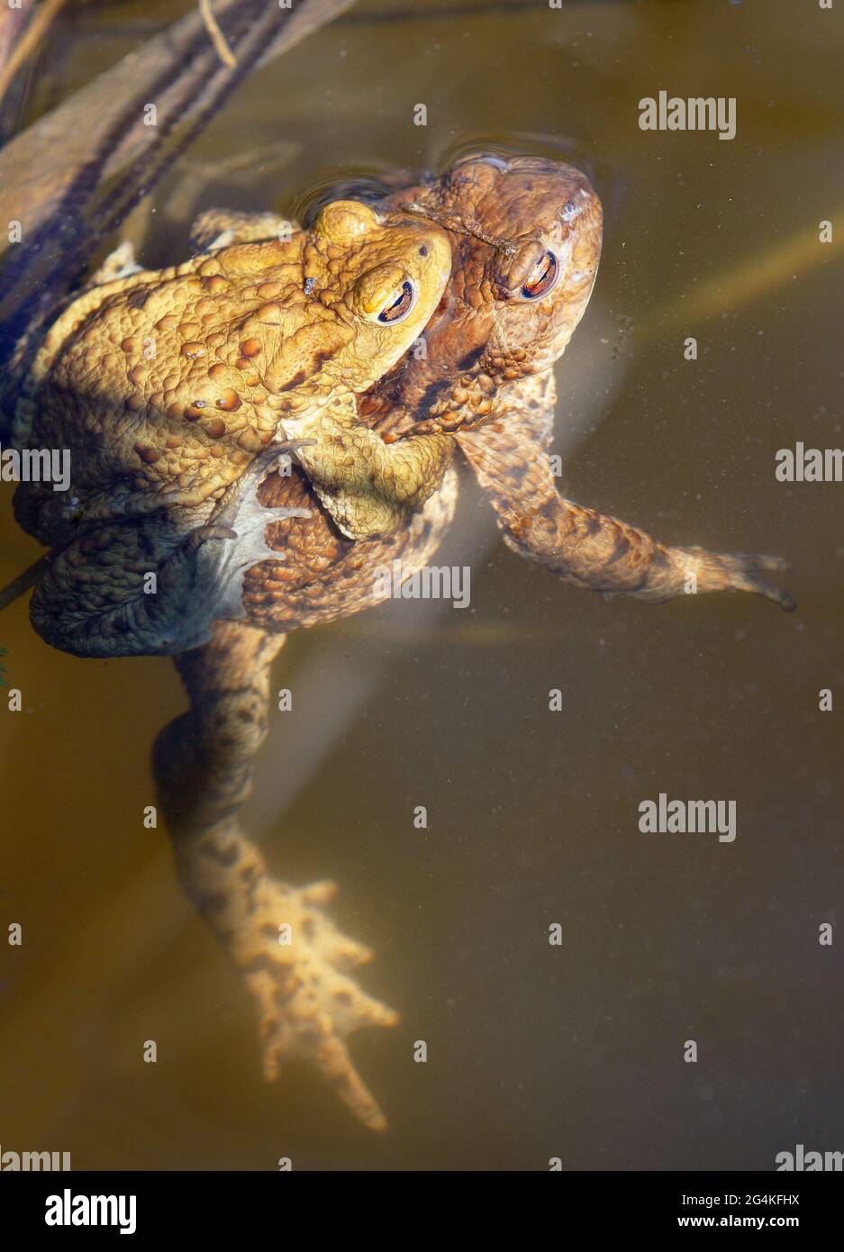 Common or European toad brown colored, Mating toads in the pond Stock ...