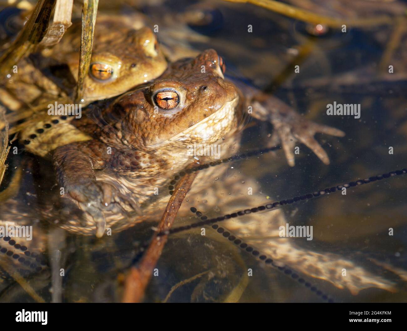 Toad toads common amphibian hi-res stock photography and images - Alamy