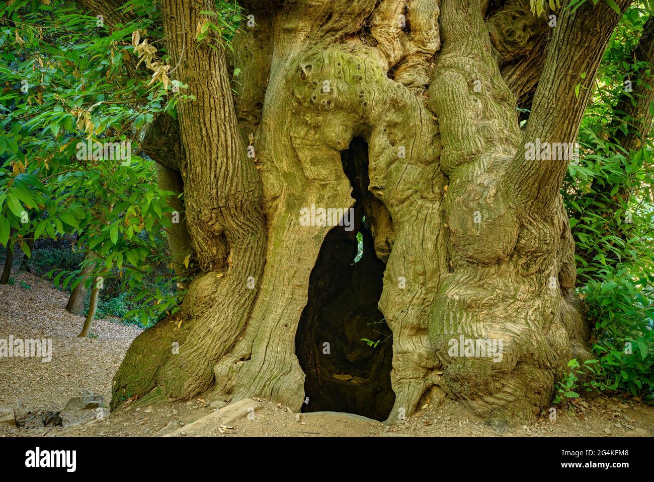 árbol de castaño hi-res stock photography and images - Alamy