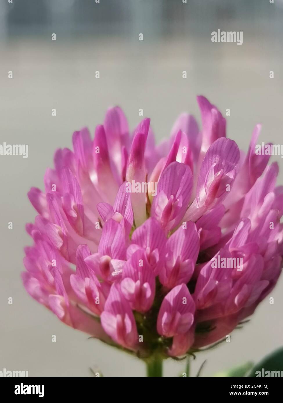 Beauty clover hi-res stock photography and images - Alamy