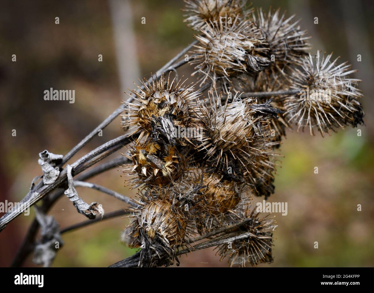 Closeup of dried burdock hi-res stock photography and images - Alamy