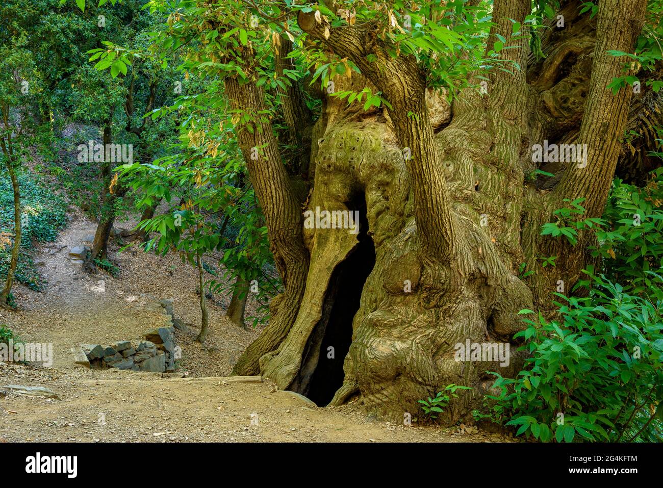 The monumental chestnut tree of Castanyer d'en Cuch, in summer. It is ...