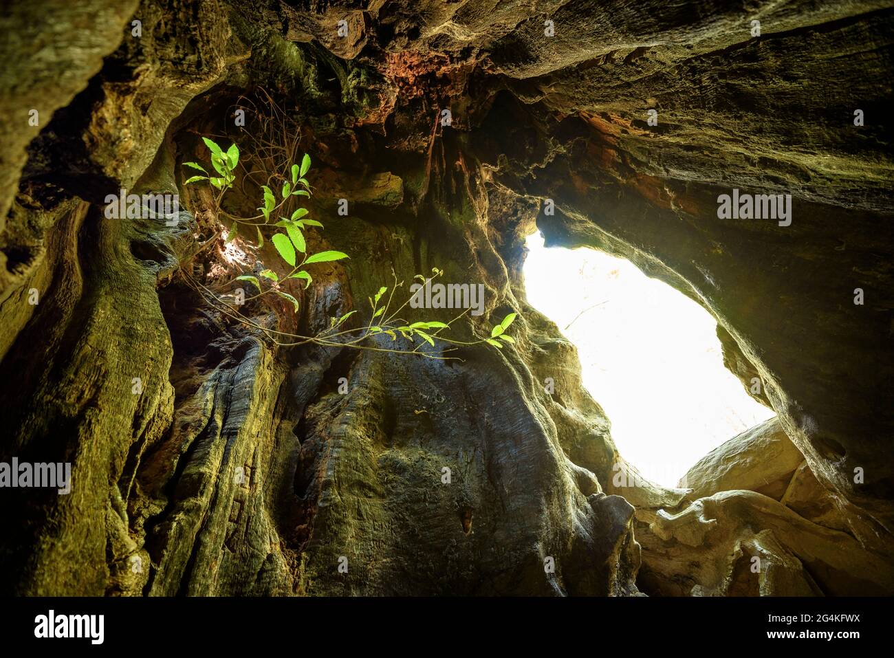 árbol de castaño hi-res stock photography and images - Alamy