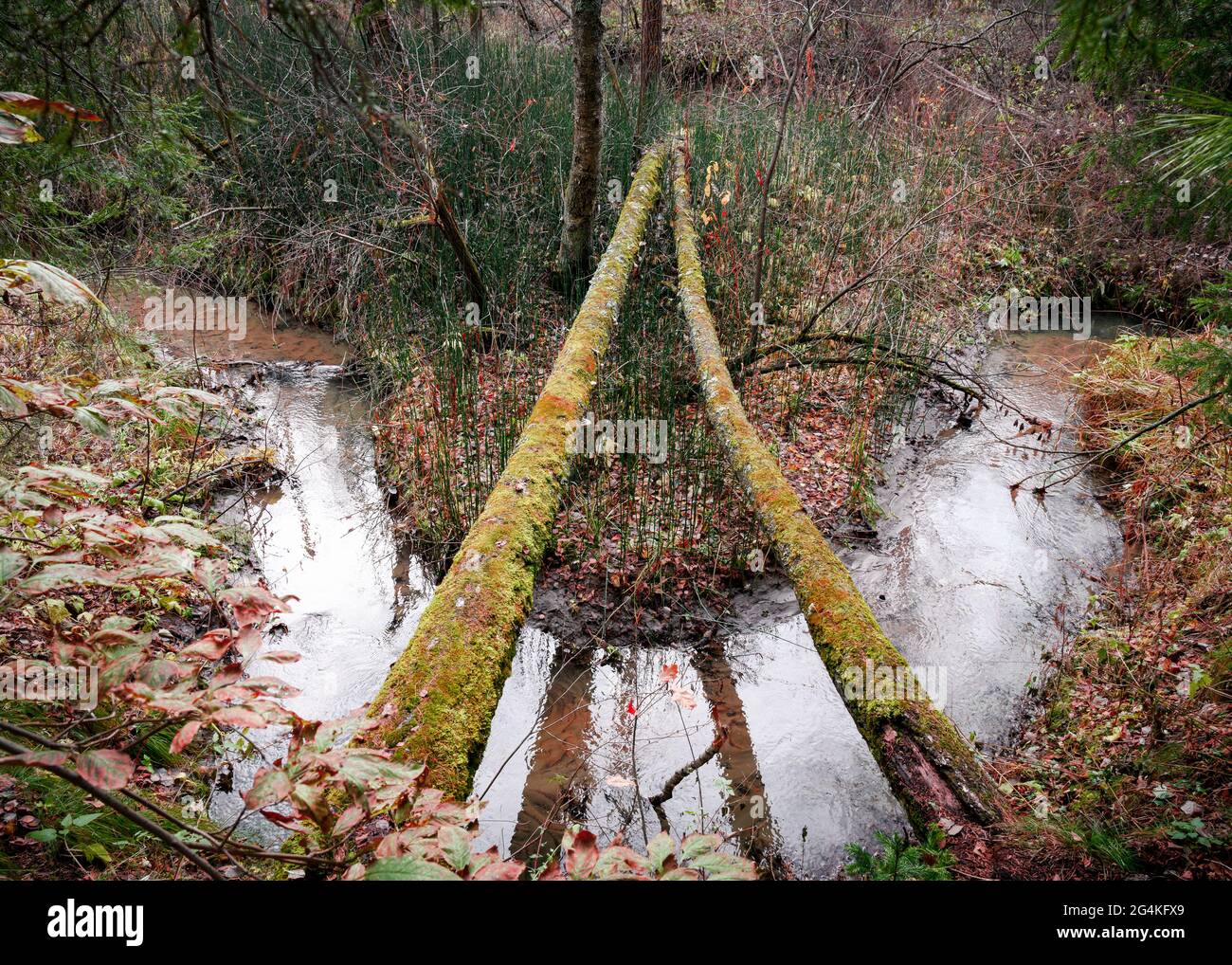 Tree trunks fallen over a stream and covered with moss, in the autumn ...