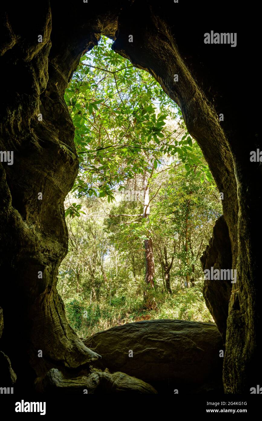 árbol de castaño hi-res stock photography and images - Alamy