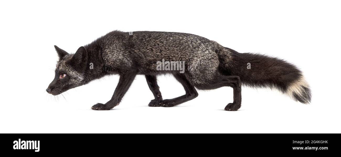 Side view of fox hi-res stock photography and images - Alamy