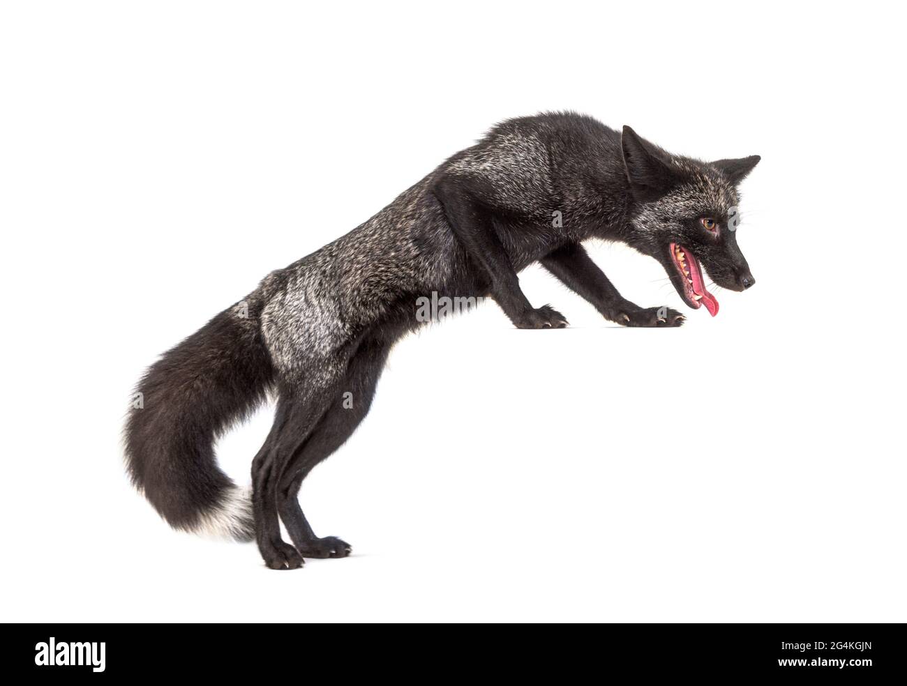 Silver fox jumping hi-res stock photography and images - Alamy