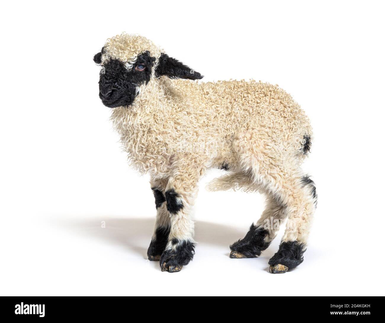 Domestic sheep side profile Cut Out Stock Images & Pictures - Alamy