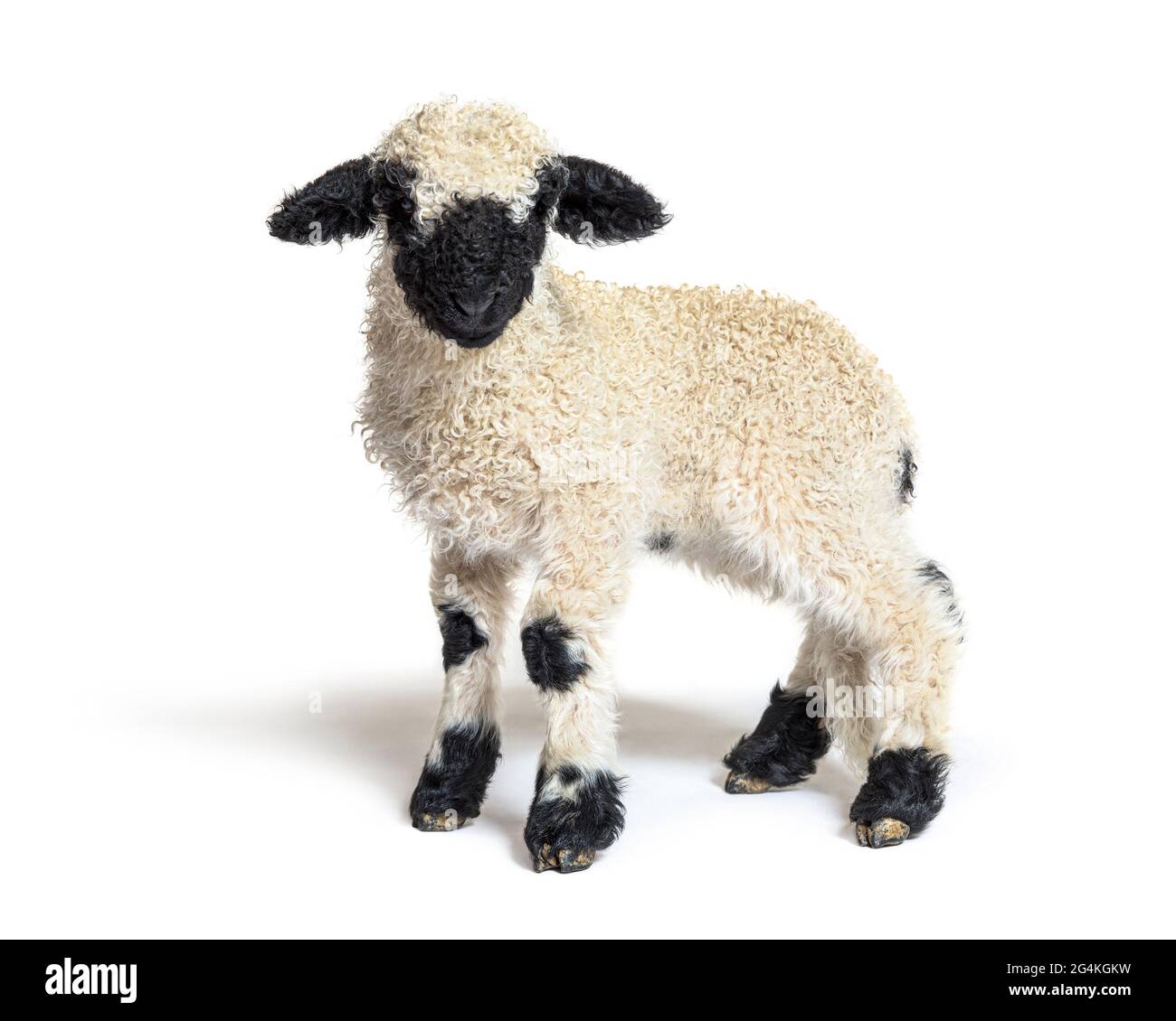 Domestic sheep side profile Cut Out Stock Images & Pictures - Alamy