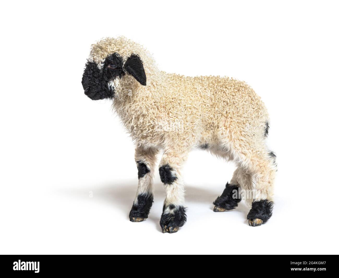 Lamb Profile Standing High Resolution Stock Photography and Images - Alamy