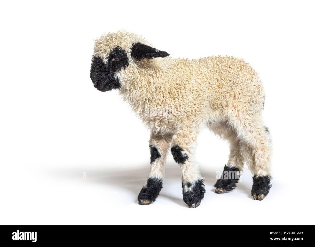 Profile of a lovely Lamb Valais Blacknose sheep three weeks old Stock ...