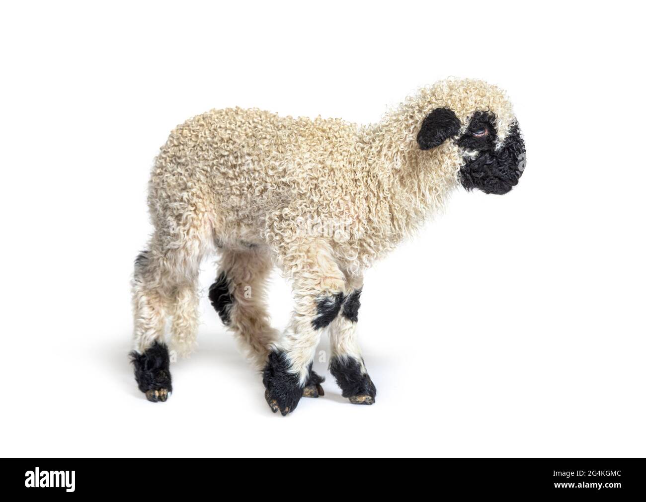 Profile of a lovely Lamb Valais Blacknose sheep three weeks old Stock ...