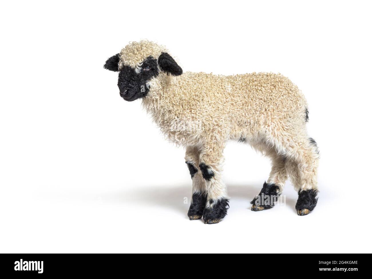 Domestic sheep side profile Cut Out Stock Images & Pictures - Alamy