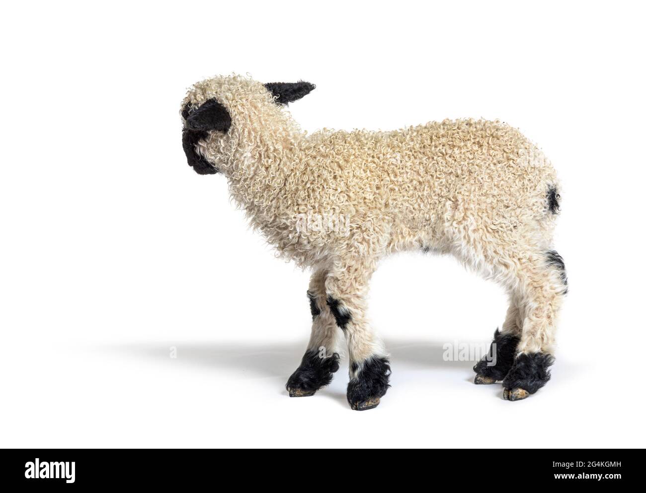 Profile of a lovely Lamb Valais Blacknose sheep three weeks old Stock ...