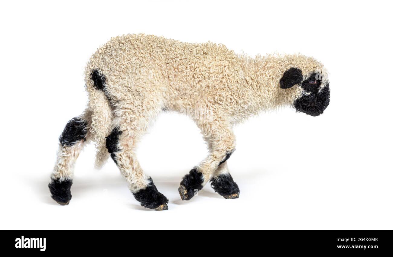 Domestic sheep side profile Cut Out Stock Images & Pictures - Alamy