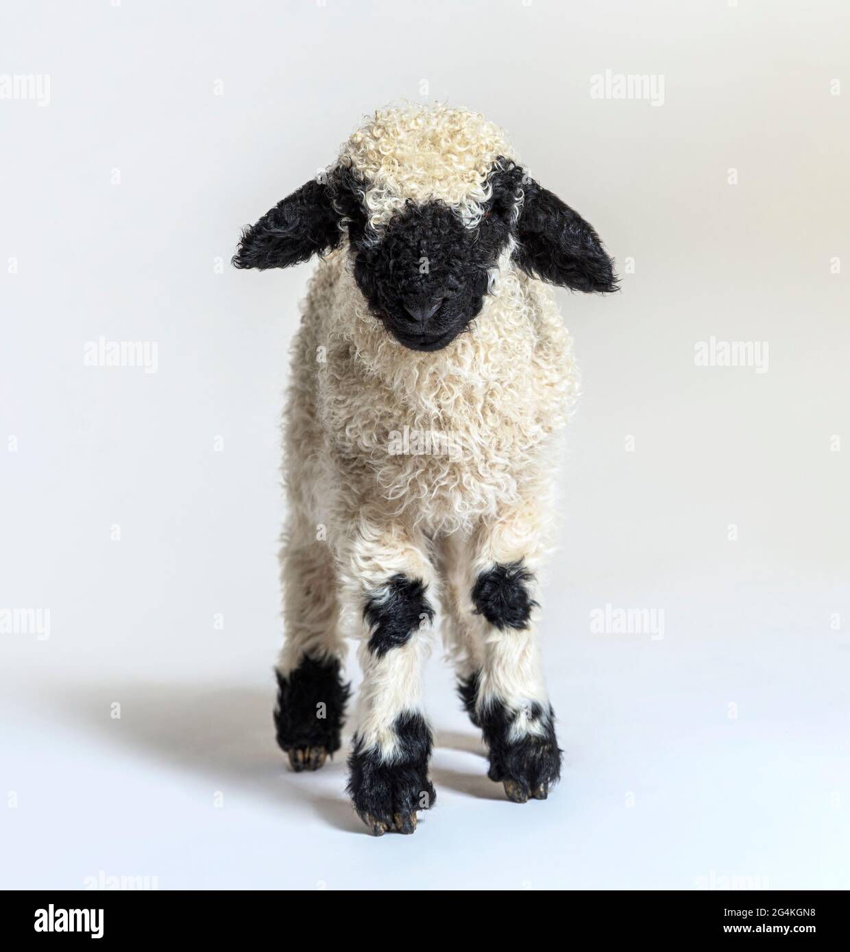 Profile of a lovely Lamb Valais Blacknose sheep three weeks old Stock ...