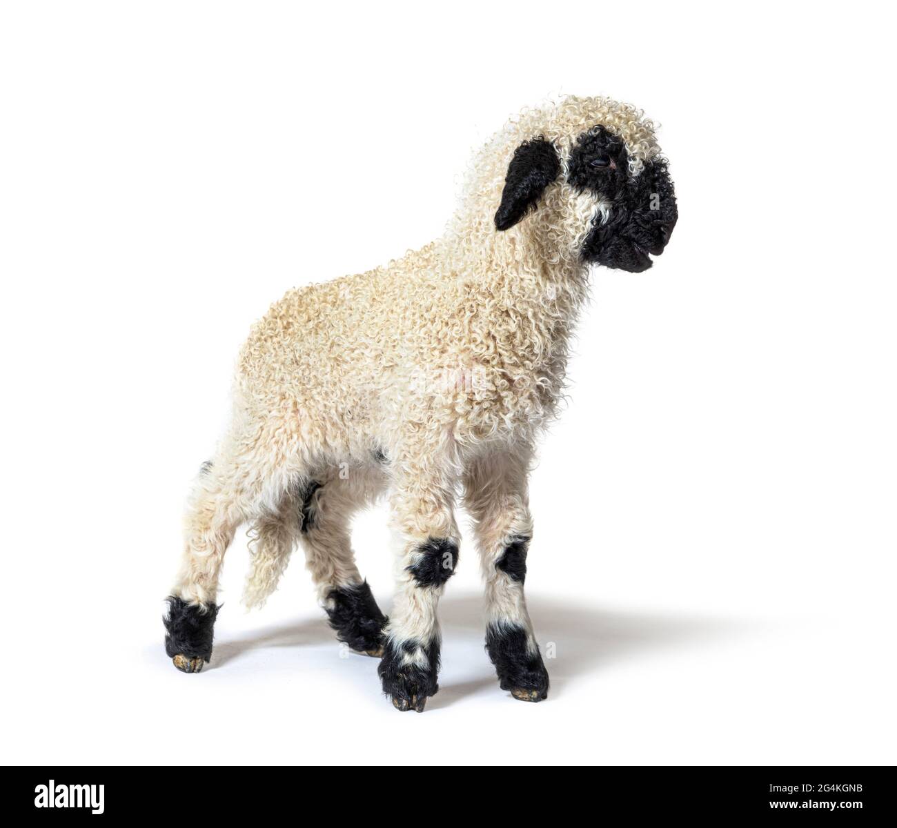 Cute baby lamb standing alone hi-res stock photography and images - Alamy