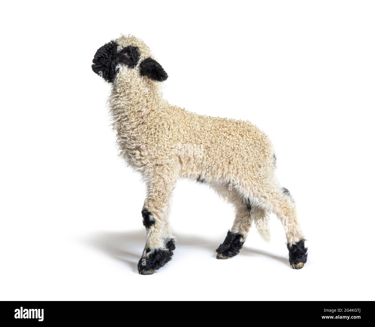 Profile of baby lamb Cut Out Stock Images & Pictures - Alamy