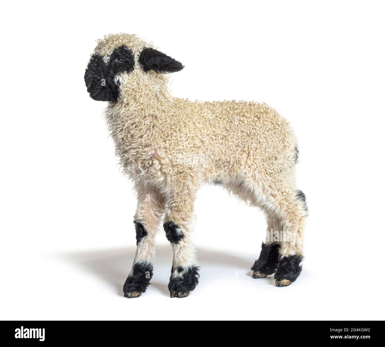 Cute baby lamb standing alone hi-res stock photography and images - Alamy