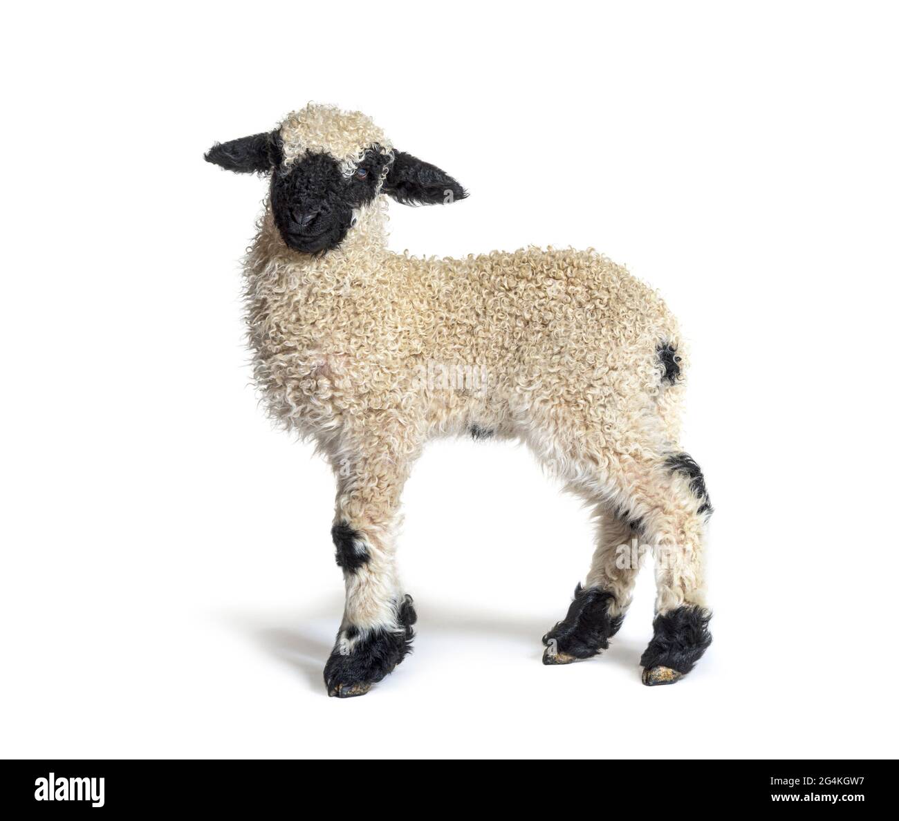 Domestic sheep side profile Cut Out Stock Images & Pictures - Alamy