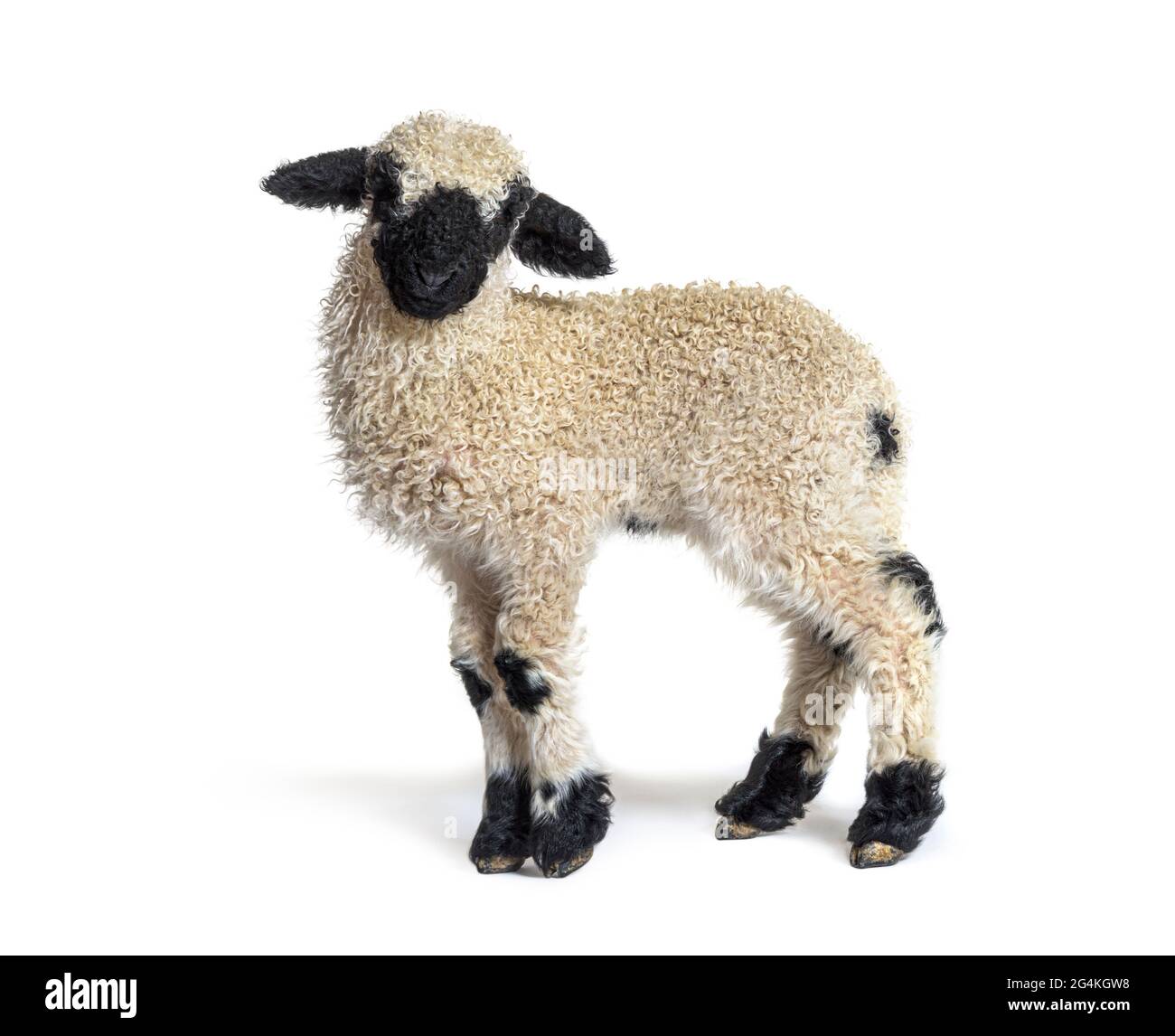 Domestic sheep side profile Cut Out Stock Images & Pictures - Alamy