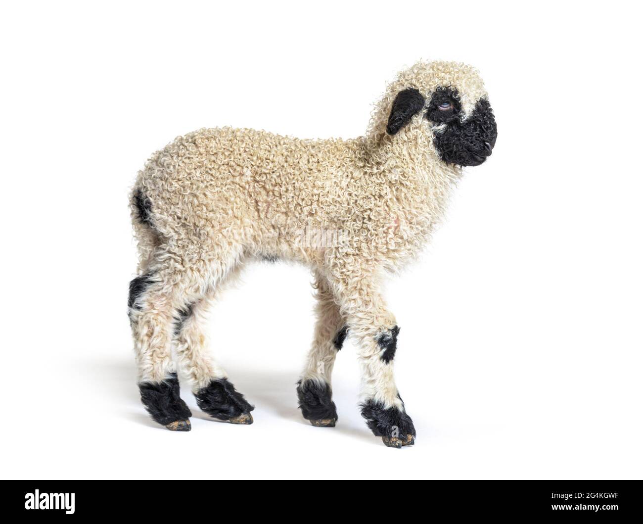 Profile of a lovely Lamb Valais Blacknose sheep three weeks old Stock ...