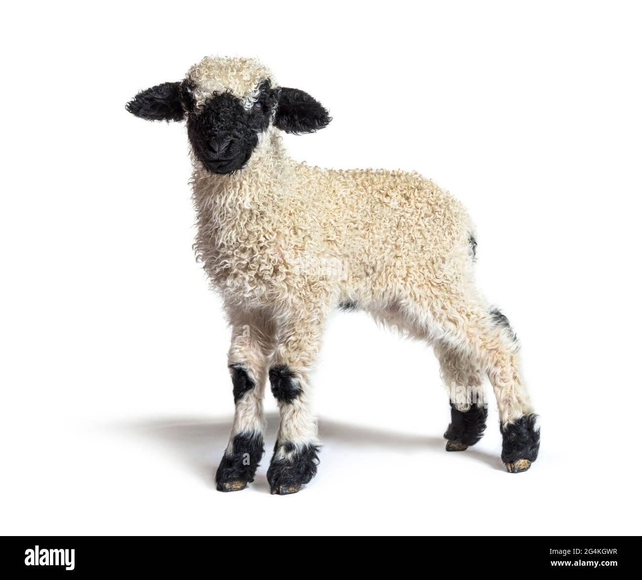 Valais blacknose sheep lamb Cut Out Stock Images & Pictures - Alamy