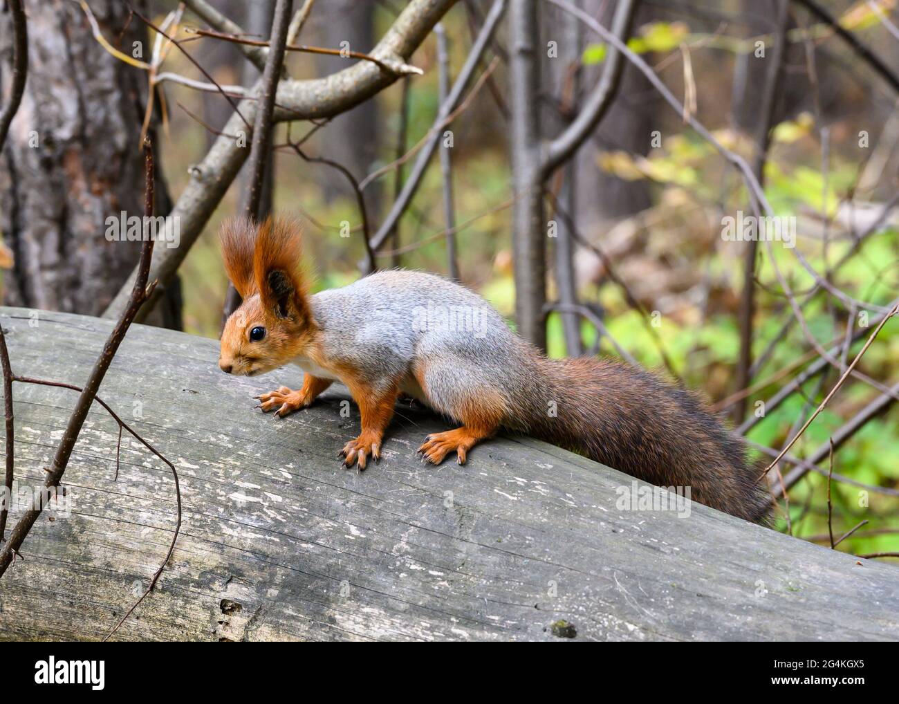 Curious red-gray squirrel in the forest in autumn in Siberia Stock ...