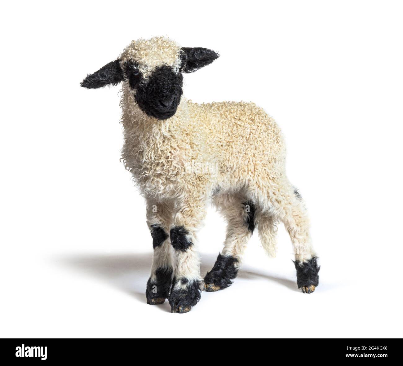 Valais Blacknose, German: Walliser Schwarznasenschaf, is a breed of ...