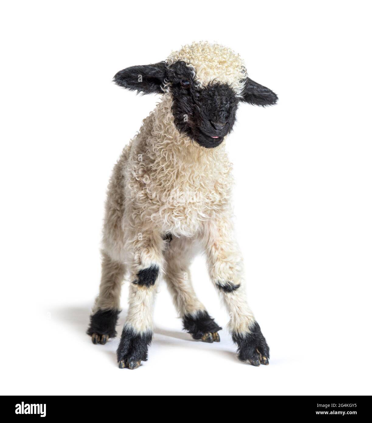 Lamb profile standing Cut Out Stock Images & Pictures - Alamy