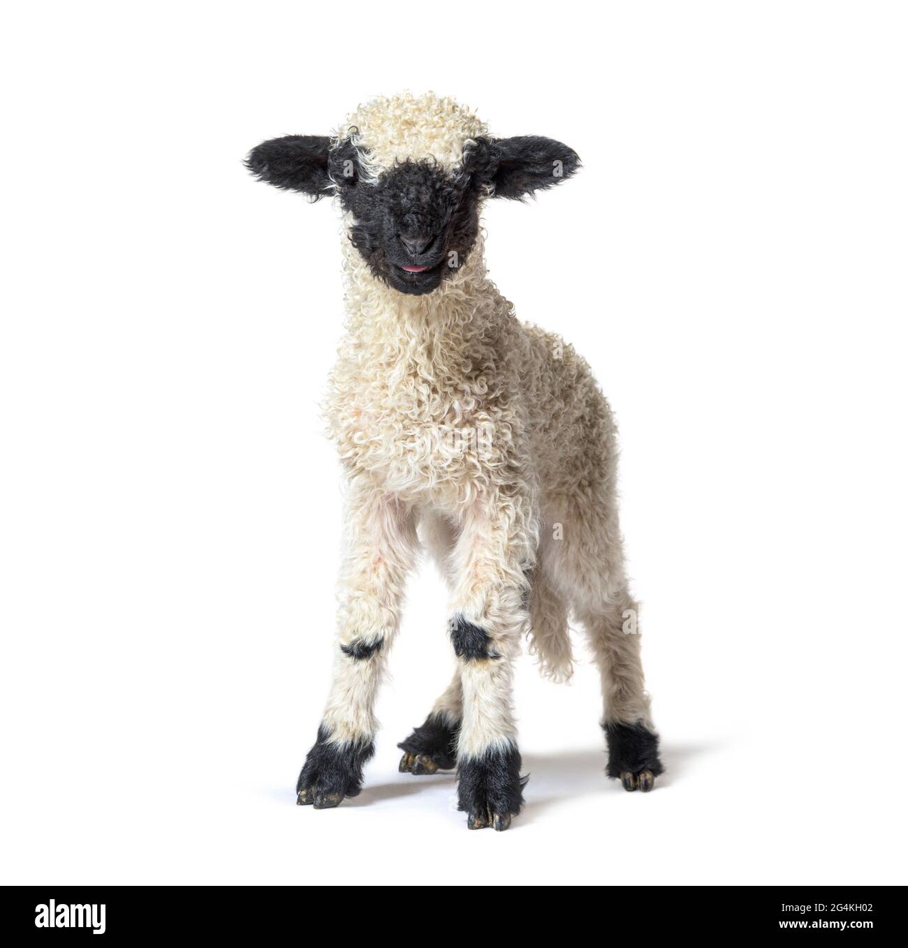 Standing Lamb Blacknose sheep looking at the camera, three weeks old ...