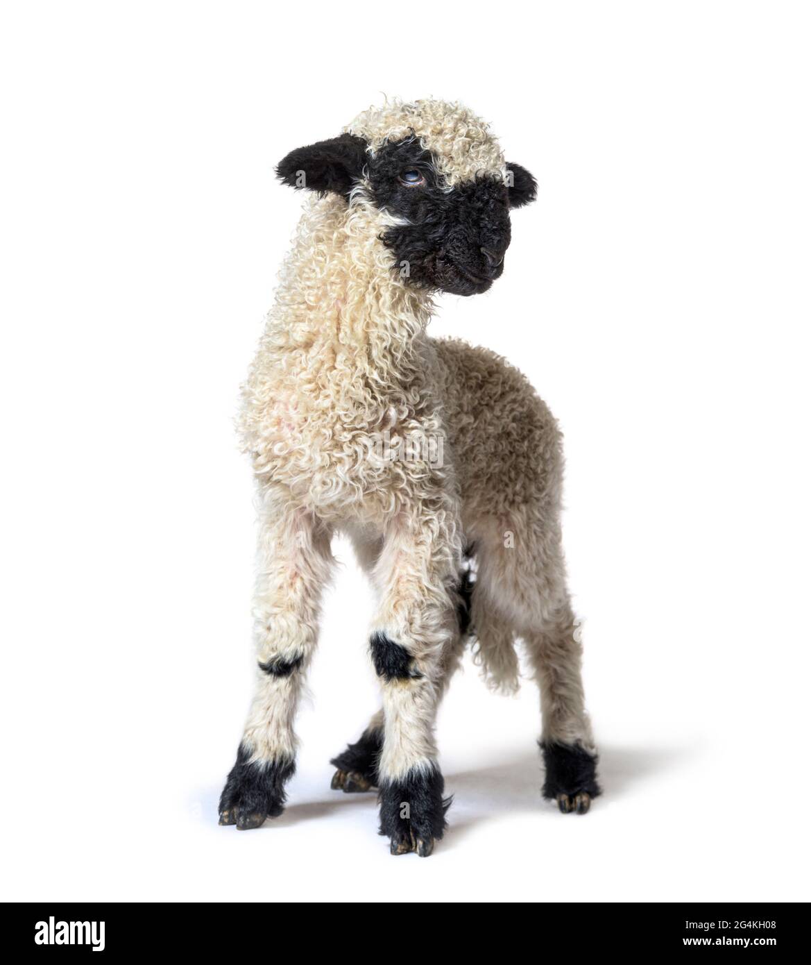 Standing Lamb Blacknose sheep looking at the camera, three weeks old ...