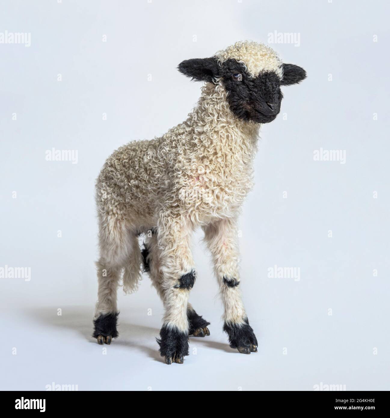 Black Baby Lambs