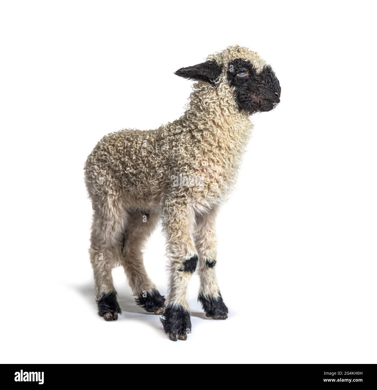 Valais Blacknose, German: Walliser Schwarznasenschaf, is a breed of ...