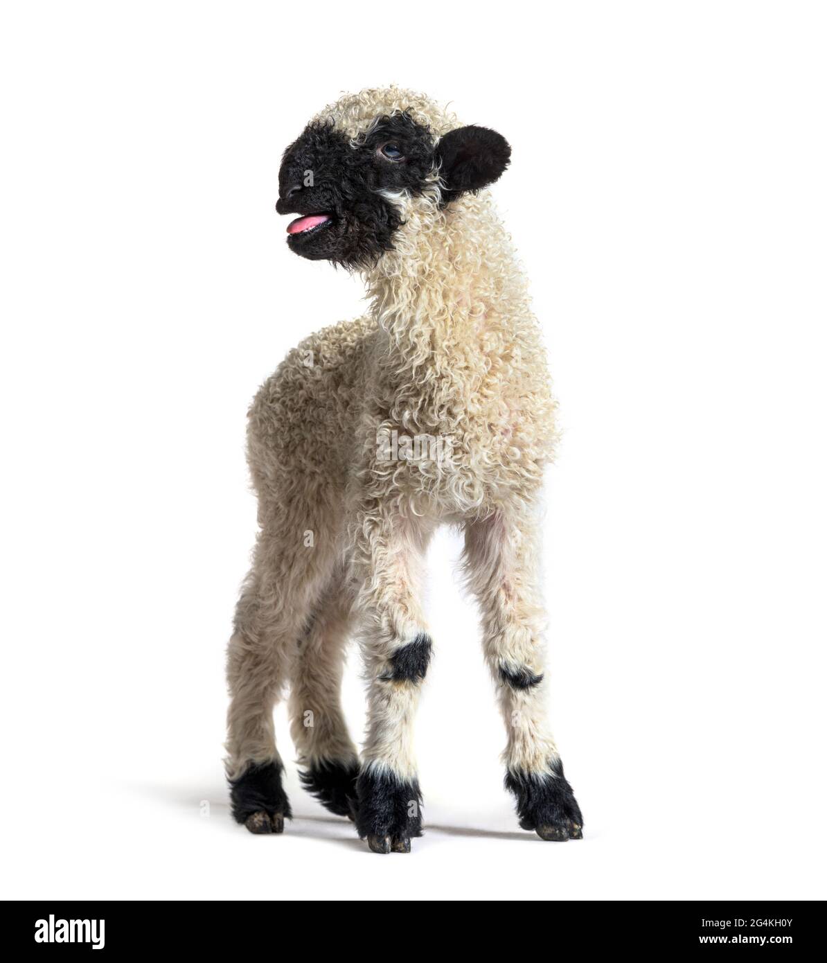 Sheep bleating Cut Out Stock Images & Pictures - Alamy