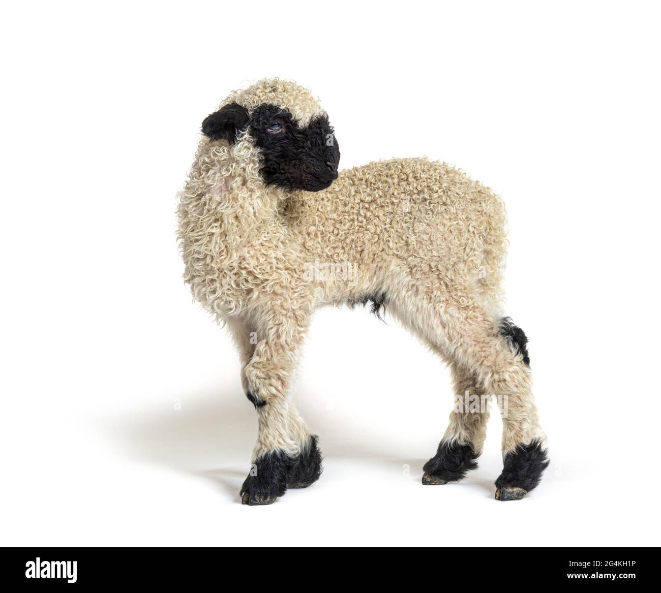 Domestic sheep side profile Cut Out Stock Images & Pictures - Alamy